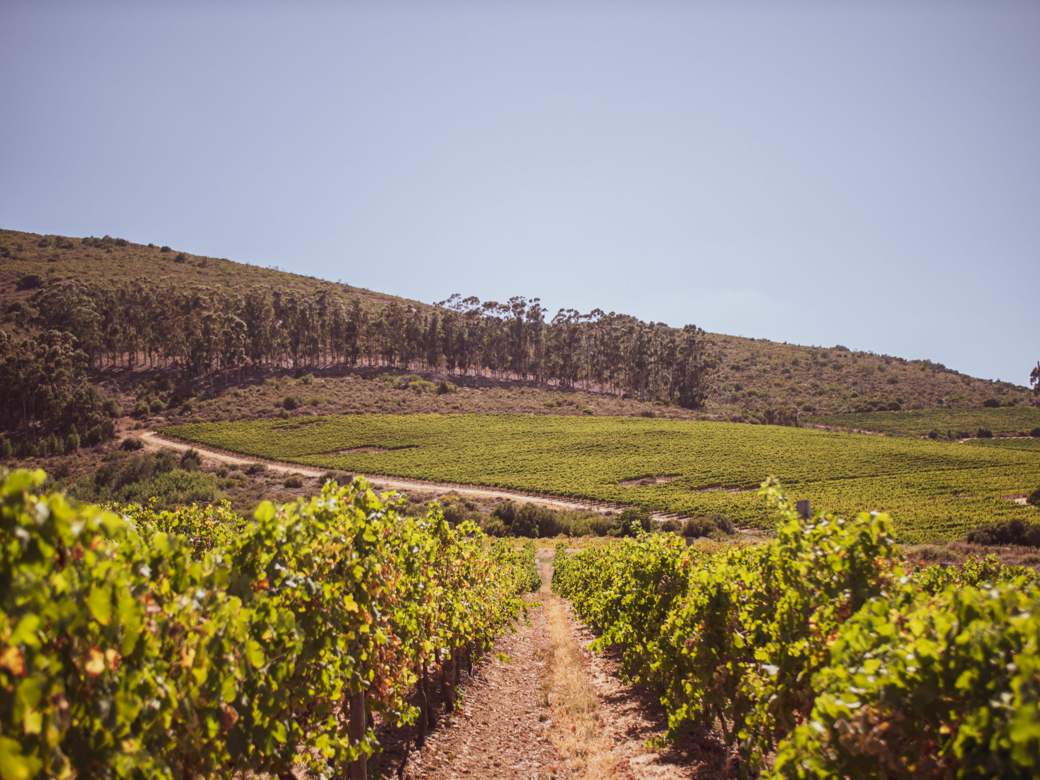 Fairview | Wine and Cheese | Bakery and Deli | Tasting Room